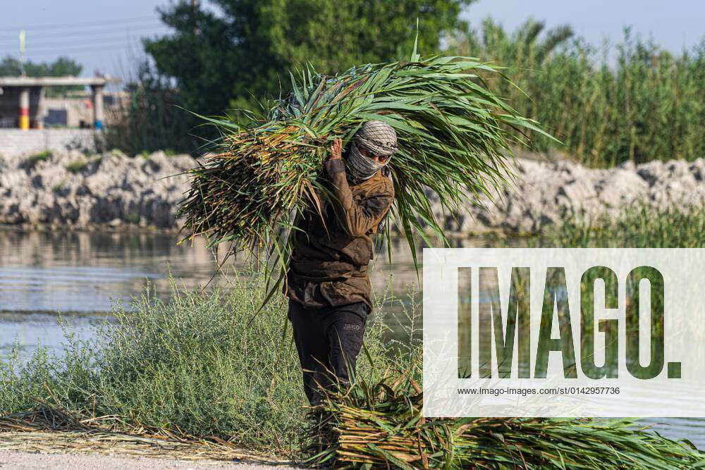 Marsh Arabs collecting reeds, Mesopotamian marshes, Ahwar in southern ...