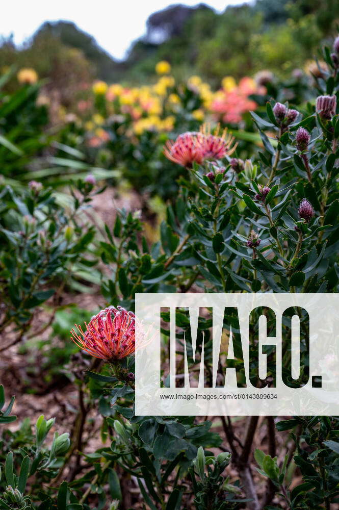 Der Kirstenbosch National Botanical Garden (afrikaans Kirstenbosch ...