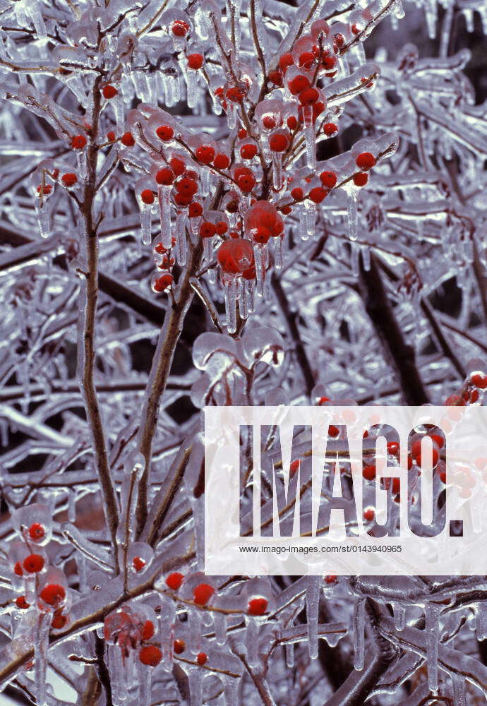 Ice On Branches With Red Berries, Detail, Intricate, Bright, Cold ...