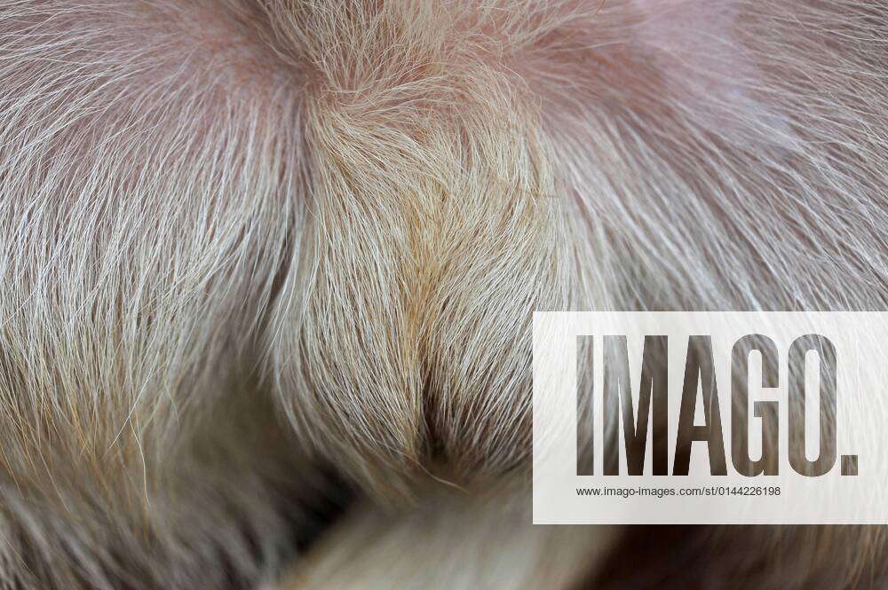 Blond hairy scrotum from young dog, dog testicles, testicles of a beige ...