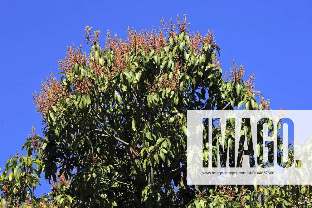 Mangobaum Mango (Mangifera Indica) tree Blüte bloom Madagaskar ...