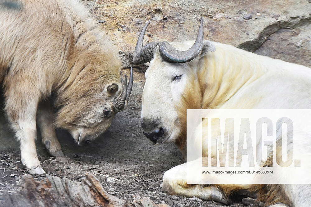 Golden Takin, Budorcas taxicolor bedfordi, bull named John Woo, right ...