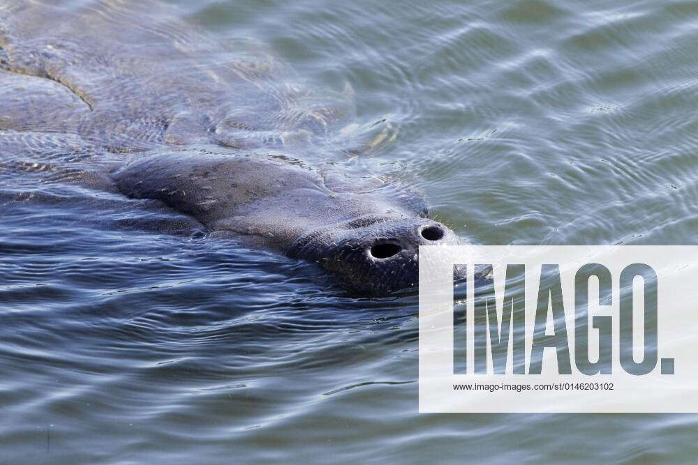 Trichechus manatus latirostrus, round-tailed manatee, round-tailed ...
