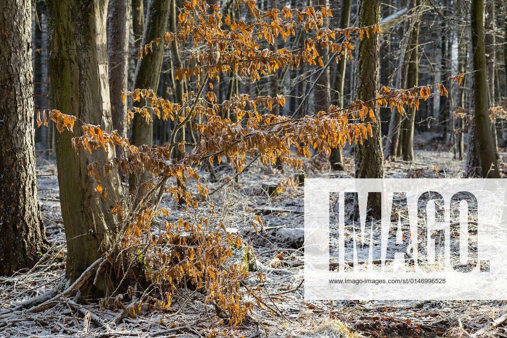 Small beech tree with autumn leaves in snow, Rossauer Wald, Saxony
