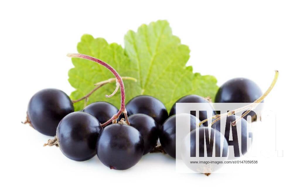 Black currants isolated on white