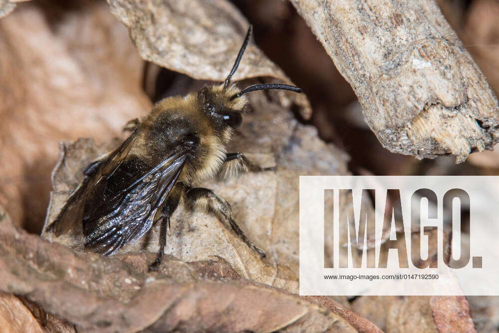 Common mourning bee Melecta albifrons, sits on a withered leaf, Germany ...