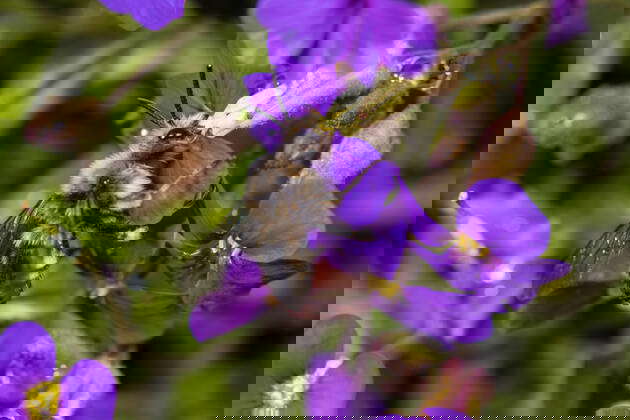 Common mourning bee Melecta albifrons, sits on a withered leaf, Germany ...