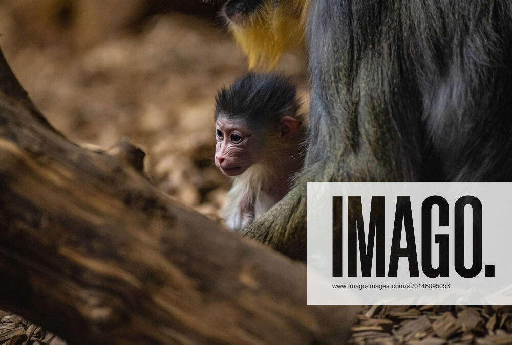 VIDEO AVAILABLE: CONTACT INFO@COVERMG.COM Staff at Chester Zoo are ...