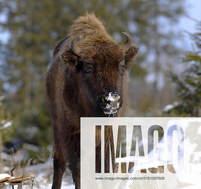 Wisent (Bison bonasus), Europäisches Bison, im Winter, captive, Wisent ...