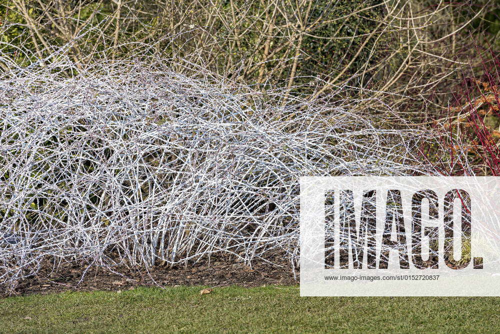 Gold raspberry Rubus biflorus McPHRM