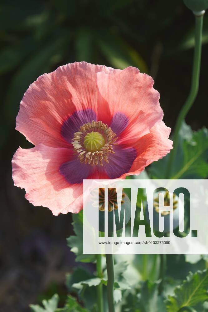 Opium poppy Papaver somniferum , flower, close-up, Virginia, United States