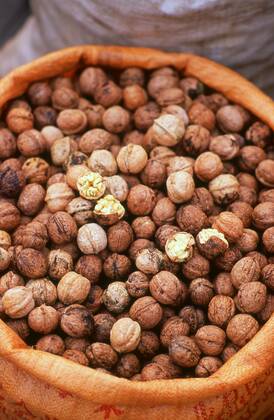 A walnut is an edible seed of any tree of the genus Juglans (Family ...