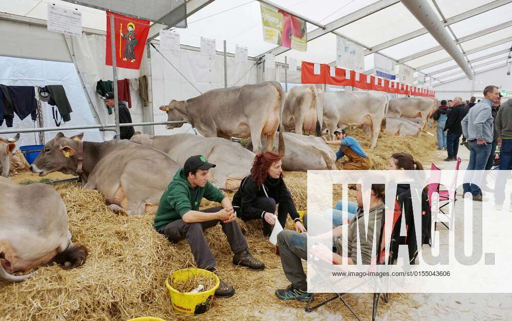 Photo Manuel Geisser 08 04 2022 train BRUNA 2022 125 years Brown Swiss ...