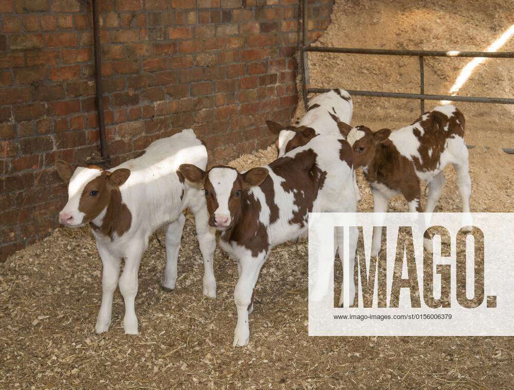 Dutch Red Bred Cattle, Dutch Red Bred Cattle, Meuse Rhine Ijssel Cattle ...