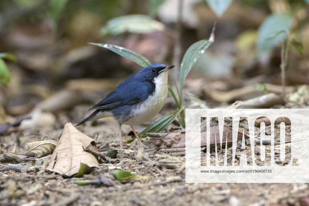Blue-naped Nightingale Larvivora cyane male, Di Linh, Vietnam