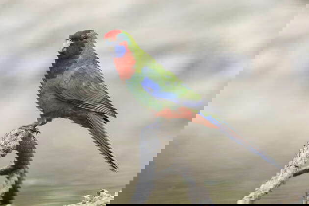 Pennant parakeet Platycercus elegans young bird at a watering hole ...