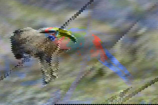 Pennant parakeet Platycercus elegans young bird at a watering hole ...