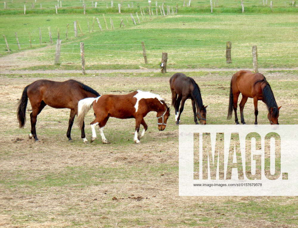 Four horses in the group on the paddock this is a horse quartet a quadriga without chariot horses