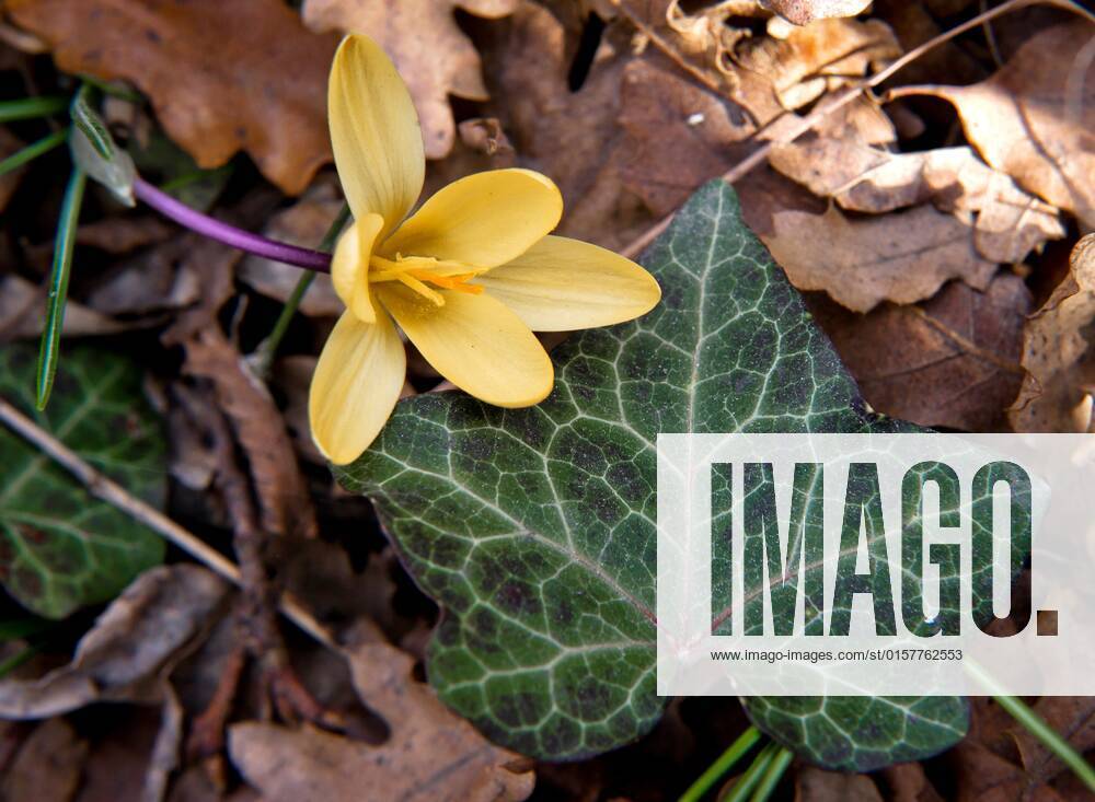 Regions of Russia. Crimea 2799441 21.02.2016 A crocus in bloom in the forest near the village of