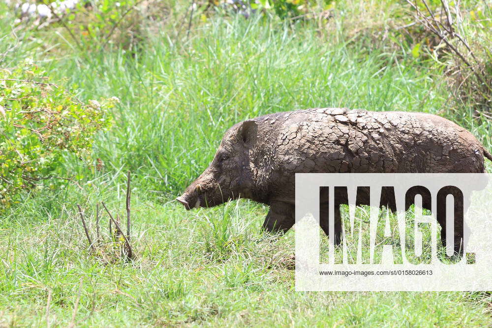 Wild boar, 2917263, animal, boar, bristles, brown, clearing, close up ...