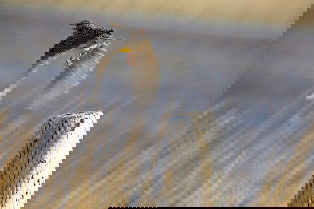 Western Meadowlark (Sturnella neglecta