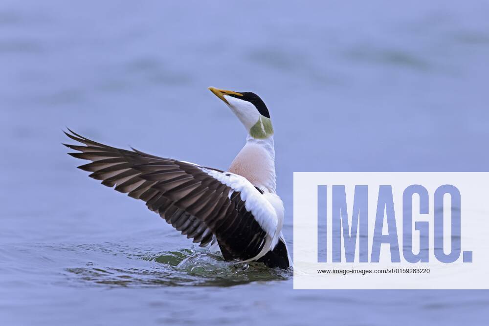 Common eider duck (Somateria mollissima) male drake in breeding plumage flapping wings along the