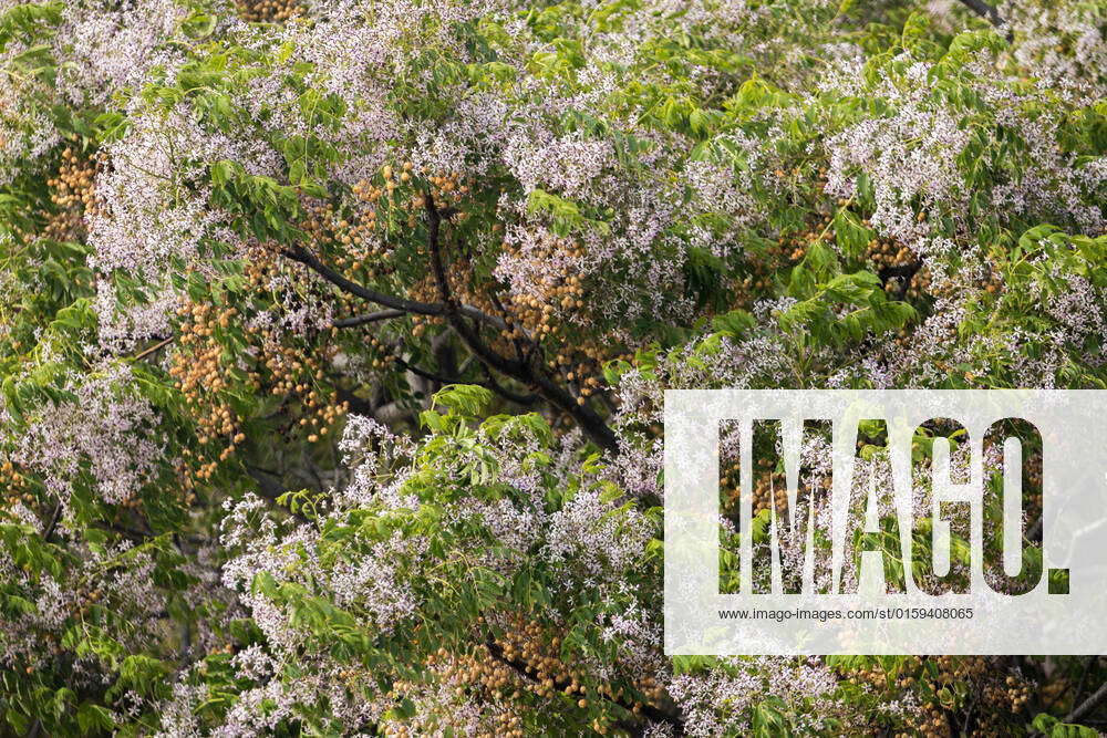 Close view of the ornamental Melia azedarach tree. , 24751106, Cape ...