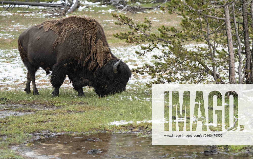 May 30, 2022, Yellowstone, WY, United States of America: An American ...