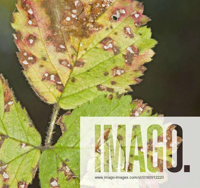 yellow moth, Lemon tensioner Opisthograptis luteolata , Insects, moths ...