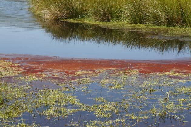 red Cyanobacteria Cyanobacteria SP, the at a Pond at Freshwater swamp ...