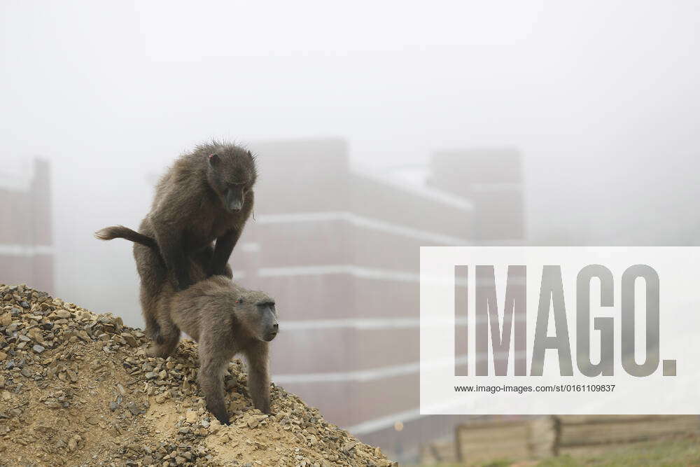 Chacma baboon (Papio ursinus) pair mating near city, Cape Peninsula ...