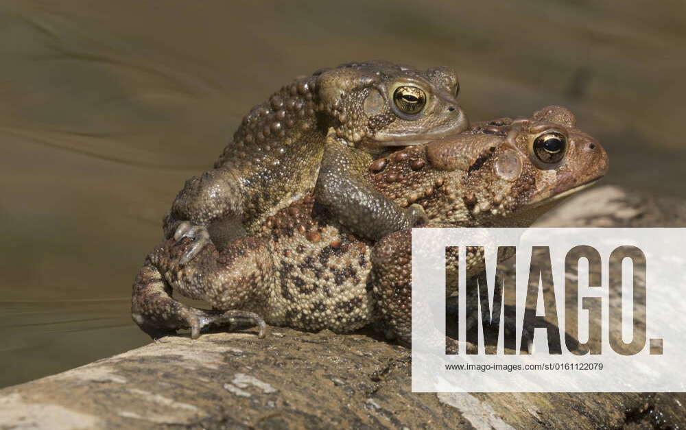 American toads (Anaxyrus americanus) mating pair in amplexus, Maryland, USA, April. Y