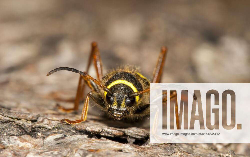 Real ram, Common ram, wasp goat, Real rams, Common rams, wasp bucks ...