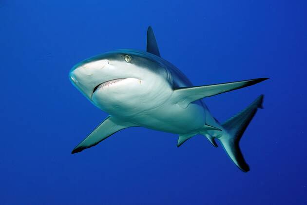 Close-up from grey Reef shark Carcharhinus amblyrhynchos swims ...