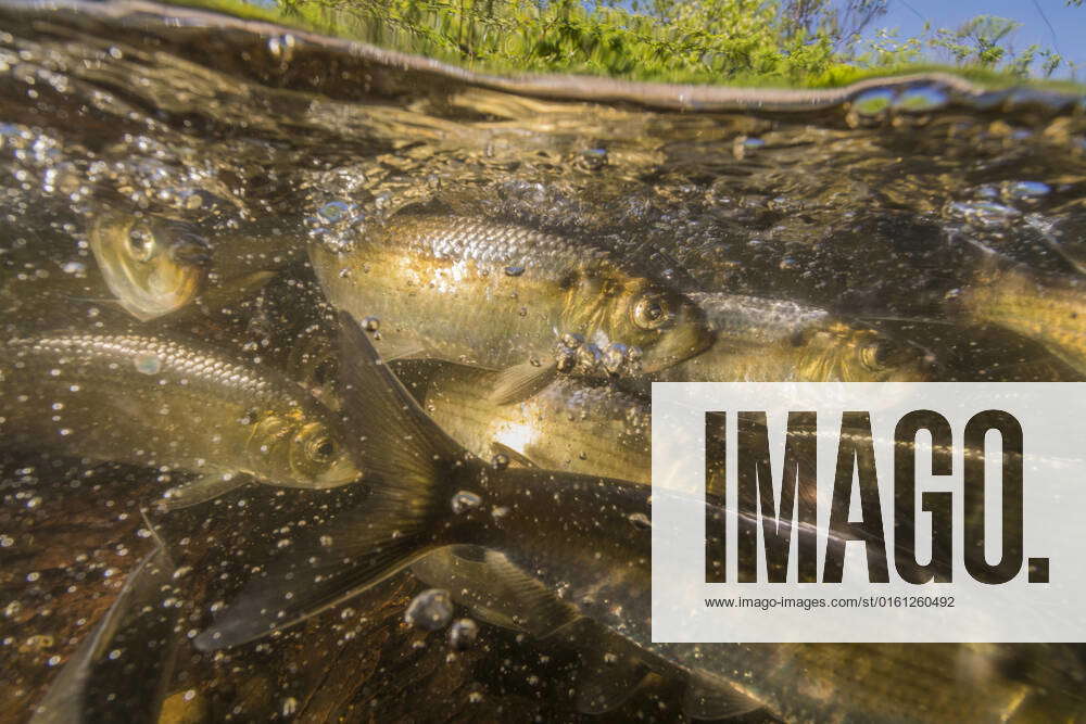 Alewives (Alosa pseudoharengus) fish migrating up a river in Northern ...