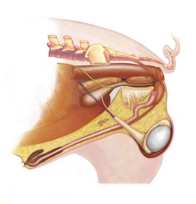 Anatomy of the reproductive system of a male pig. GILLESx xBSIP