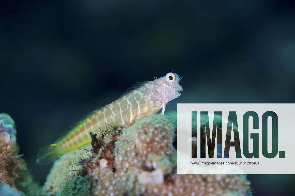 Segmented Blenny (Salarias segmentatus), Kimbe Bay, West New Britain ...