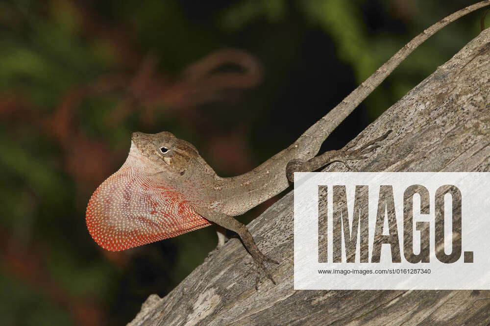 Red-fanned Stout anole (Anolis marcanoi) displaying its red dewlap ...