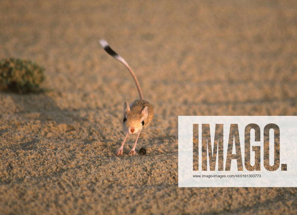 Desert jerboa jumping across sand, Sahara