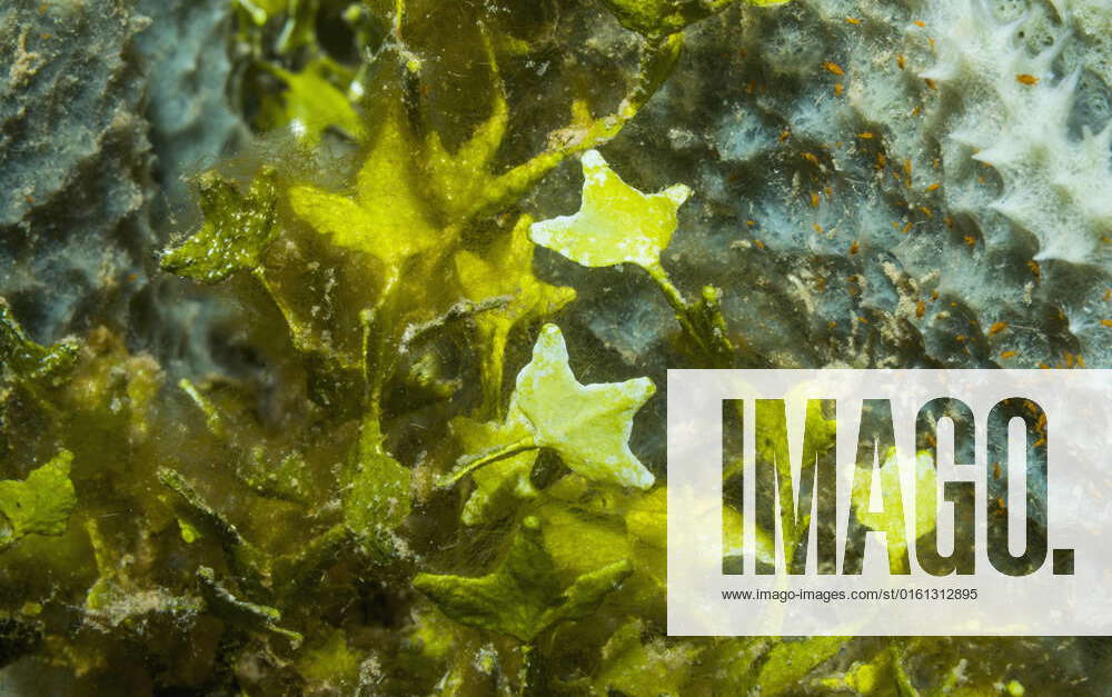 Green algae (Halimeda opuntia). North Sulawesi, Indonesia
