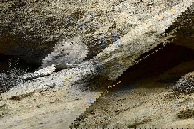 Royle s pika on a rocky slope. Himalayas, Ladakh, northern India