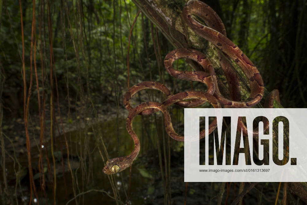 Blunt-headed tree snake (Imantodes cenchoa) La Selva Biological Station ...