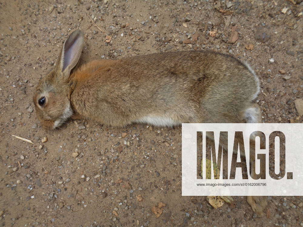 View of a dying rabbit on the roadside rabbit