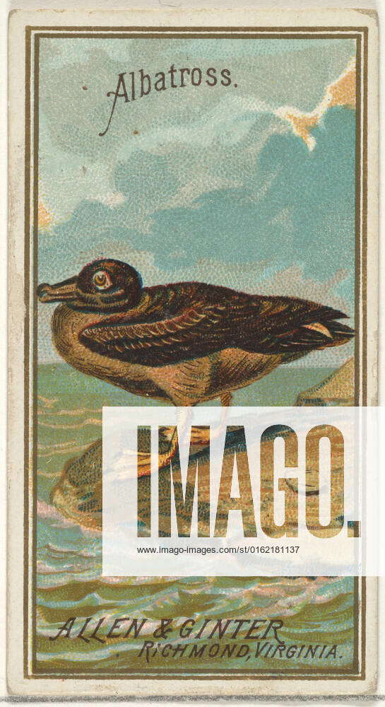 Albatross, from the Birds of America series (N4) for Allen & Ginter ...