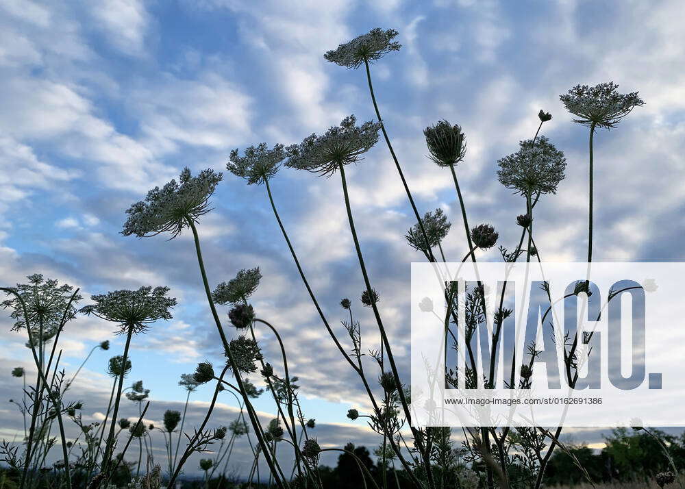 10 07 2022 impressions meadow orchards view into the evening sky and ...