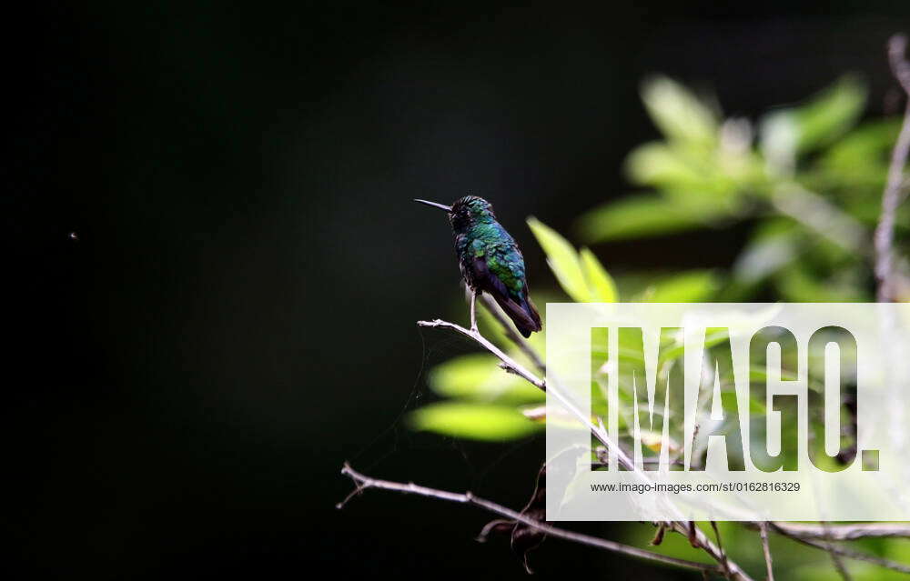 Valencia, Carabobo, Venezuela: A hummingbird resting on a branch of a ...