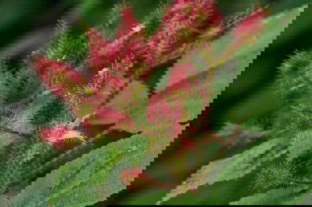 Nature Japanese Grapevine Closed flowers of a Japanese Grapevine or Red ...