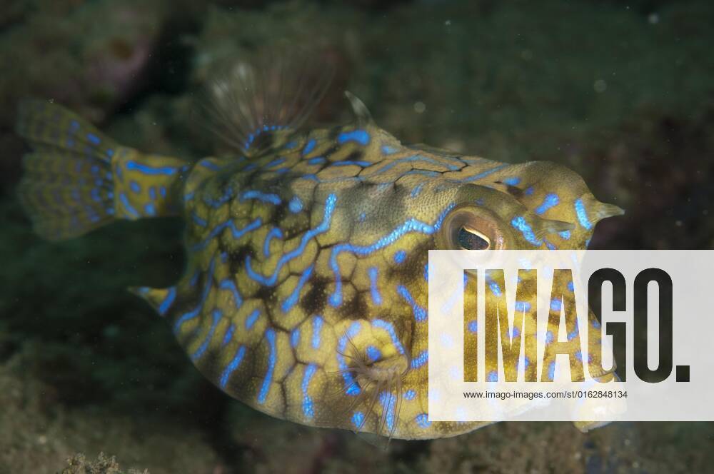 cowfish, longhorn boxfish, cow boxfish, cowfish, longhorn boxfish ...