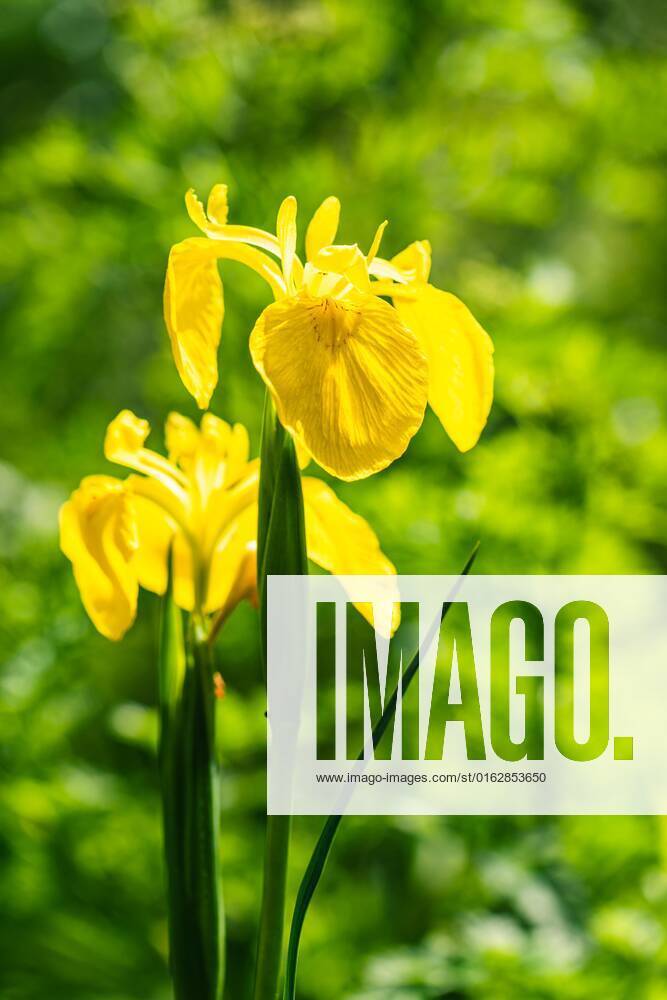Swamp Iris Iris pseudacorus Iris Or water iris, devon, England, Great ...