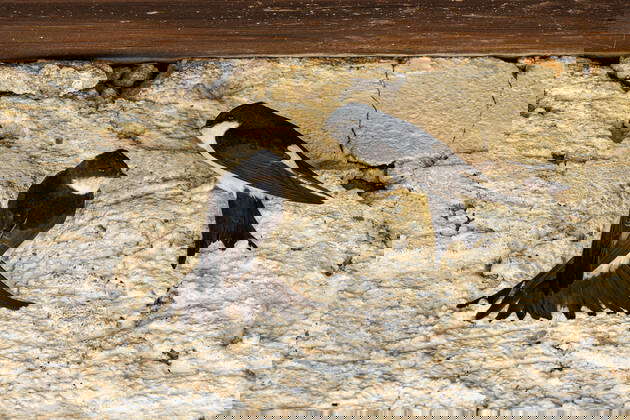 House Martin, Flour Swallow Delichon urbica, Delichon urbicum , Young ...